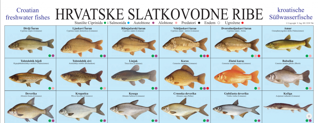 Vrste ribe - ŠRD "Ozalj"