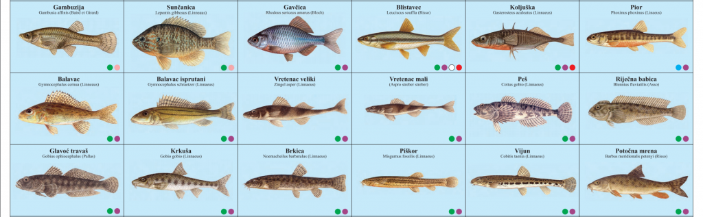 Vrste ribe - ŠRD "Ozalj"